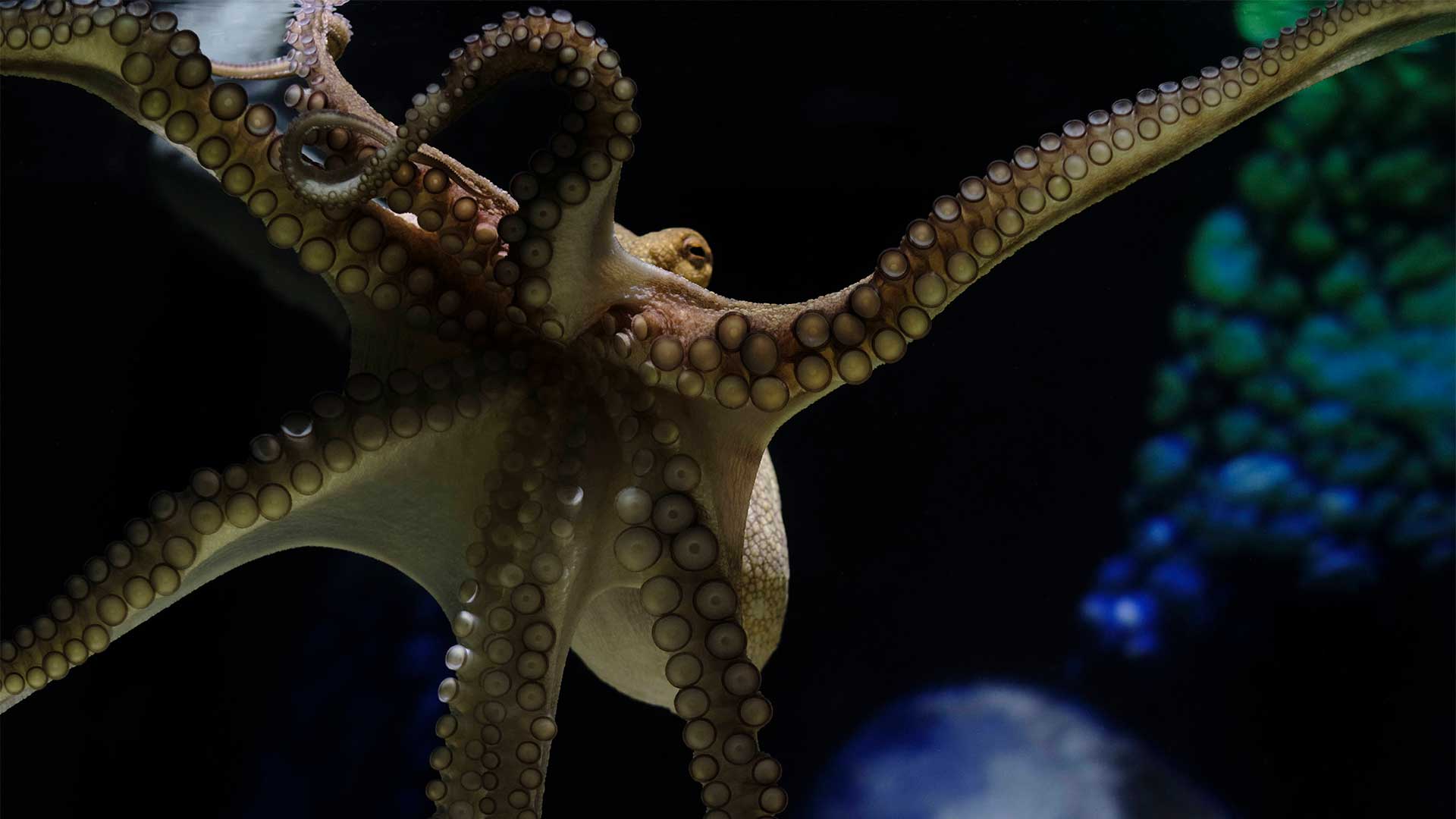 Temple du Présent (Solo pour Octopus) - Temporada Alta